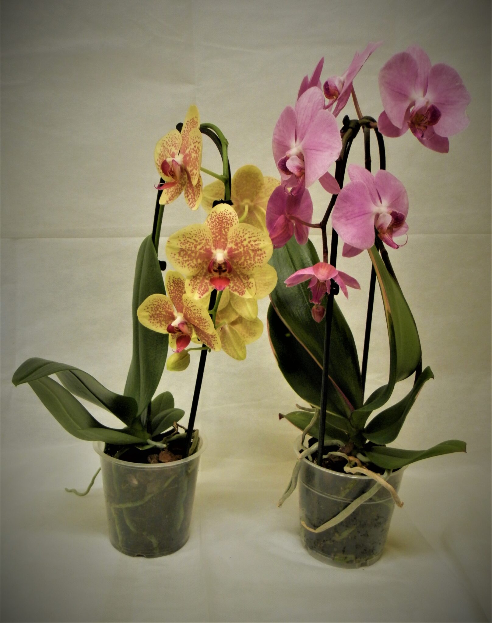 DANI ORHIDEJA, 20. SIJEČNJA - 3. VELJAČE - Agro-kuća d.o.o., Koprivnica